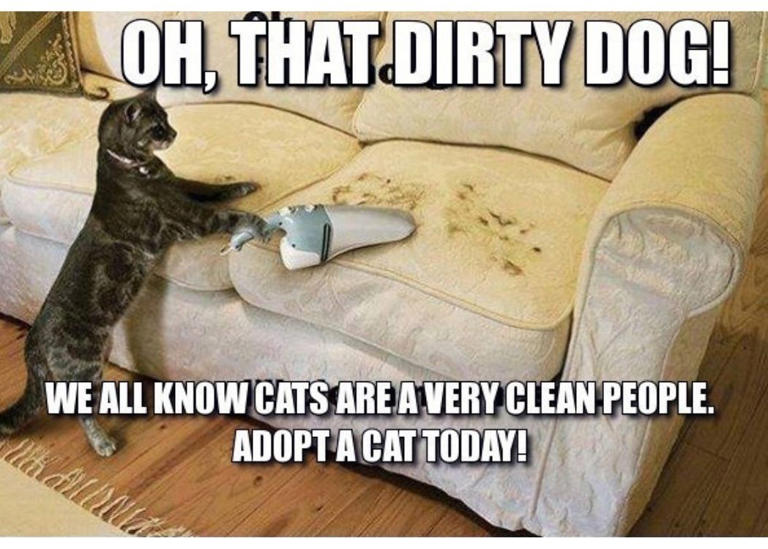 75 Funniest Clean Cat Memes