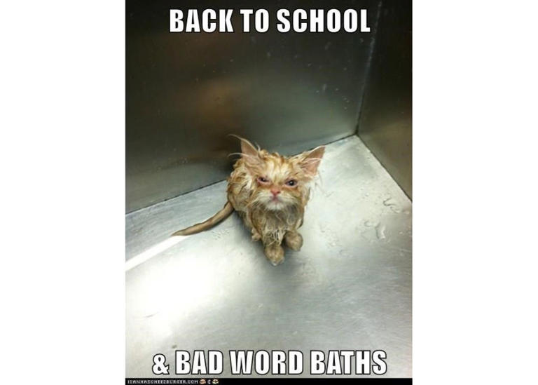 75 Funniest Clean Cat Memes