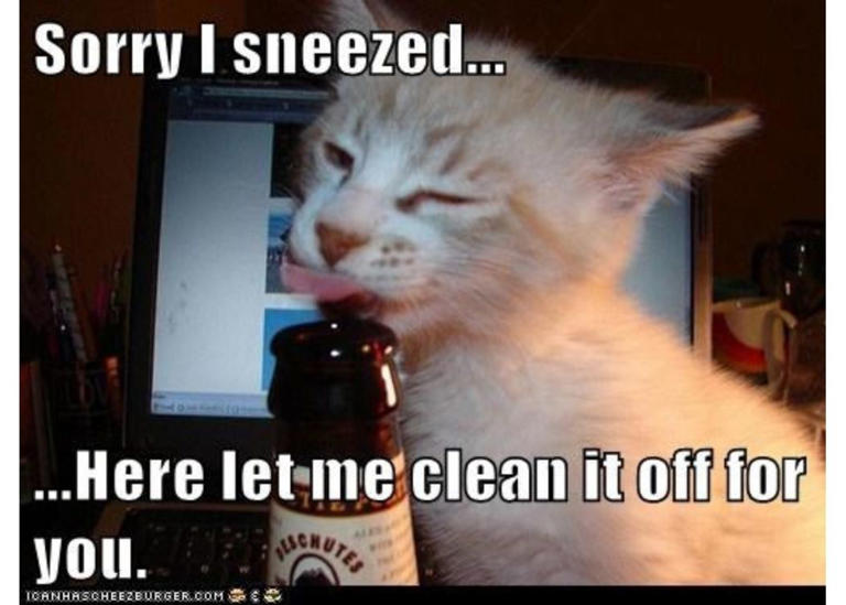 75 Funniest Clean Cat Memes