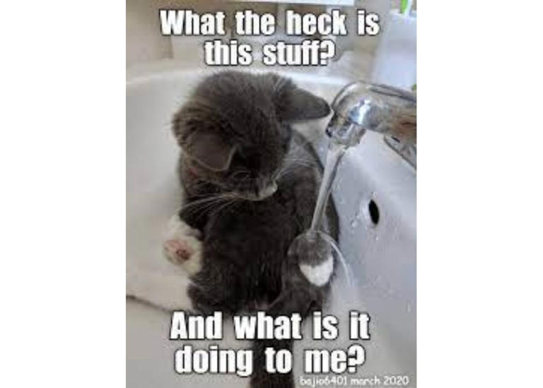 75 Funniest Clean Cat Memes