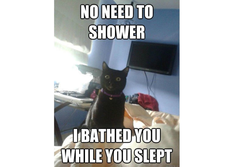 75 Funniest Clean Cat Memes
