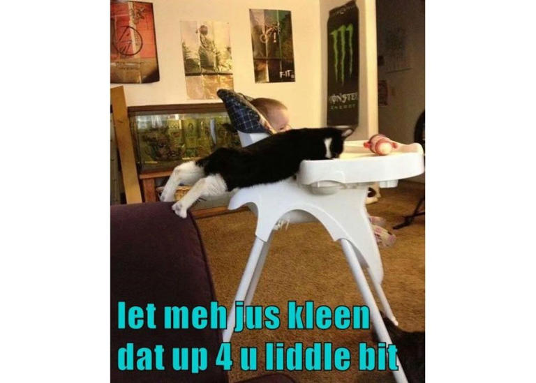 75 Funniest Clean Cat Memes