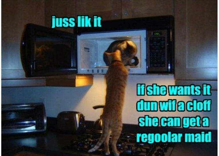 75 Funniest Clean Cat Memes