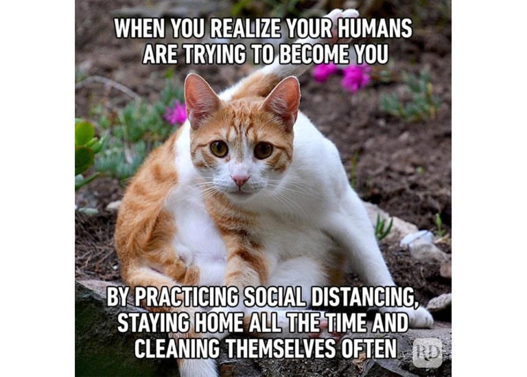 75 Funniest Clean Cat Memes