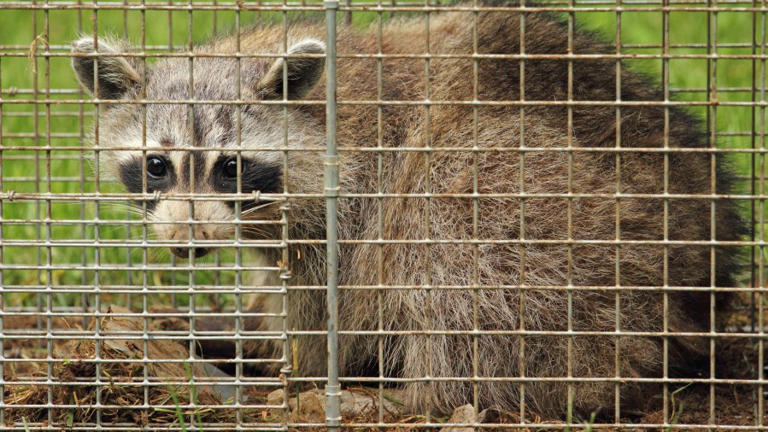 West Virginia small game hunting, trapping season enters final week