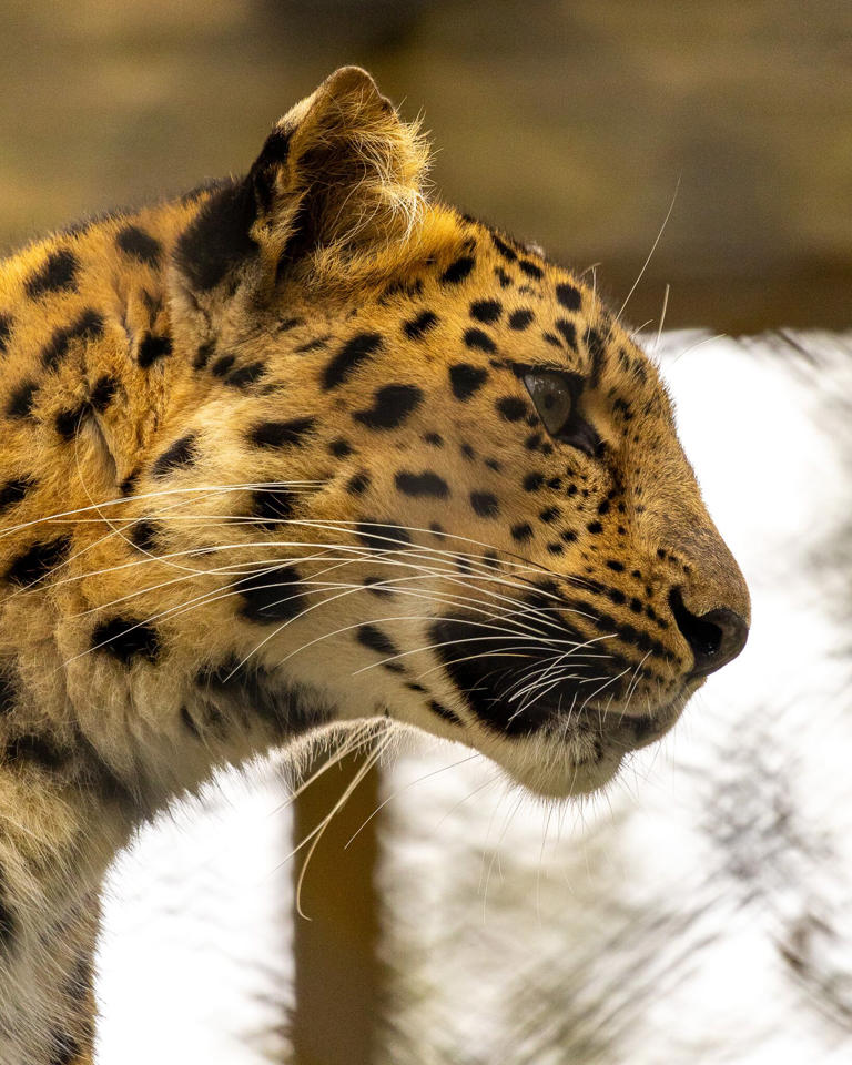 New Amur leopard expansion habitat comes roaring into Central Florida ...
