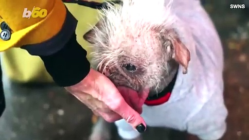 Peggy ‘Britain’s Ugliest Dog’ and Deadpool Star Takes Home Top Prize at ...
