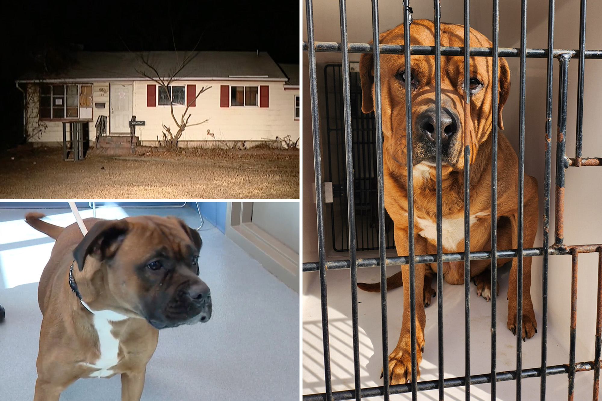 Pit bulls rescued from feces-covered, foul-smelling home on Long Island