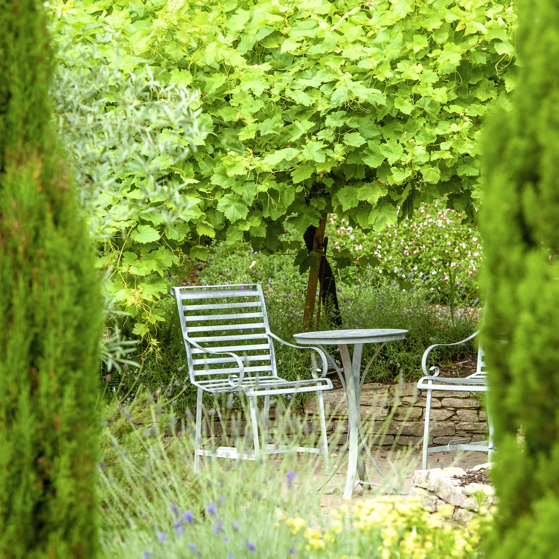 7 Stunning Small Privacy Trees To Transform Your Yard Into A Secluded Oasis