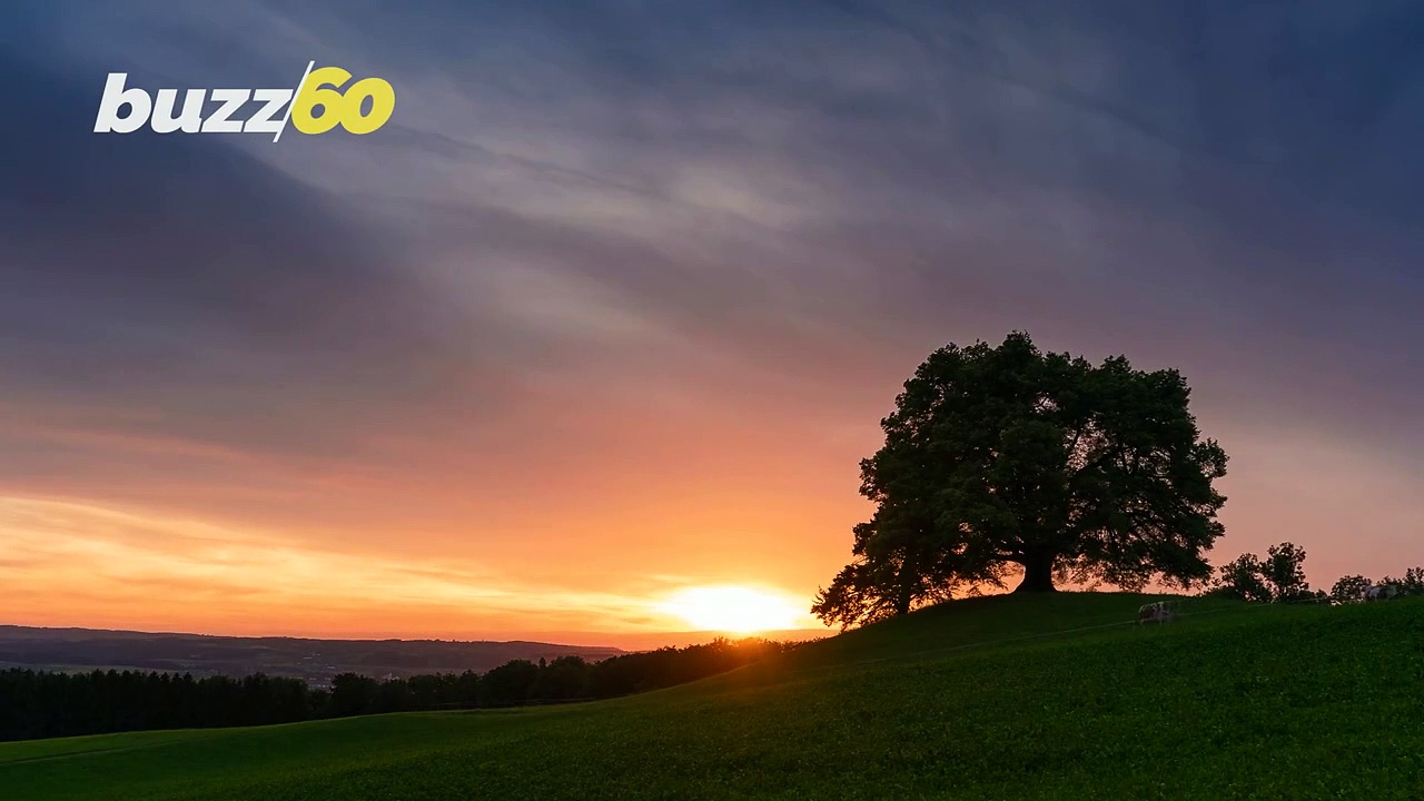 This Sheep Is One of the Most Clever Animals Out There, Learning How to ...