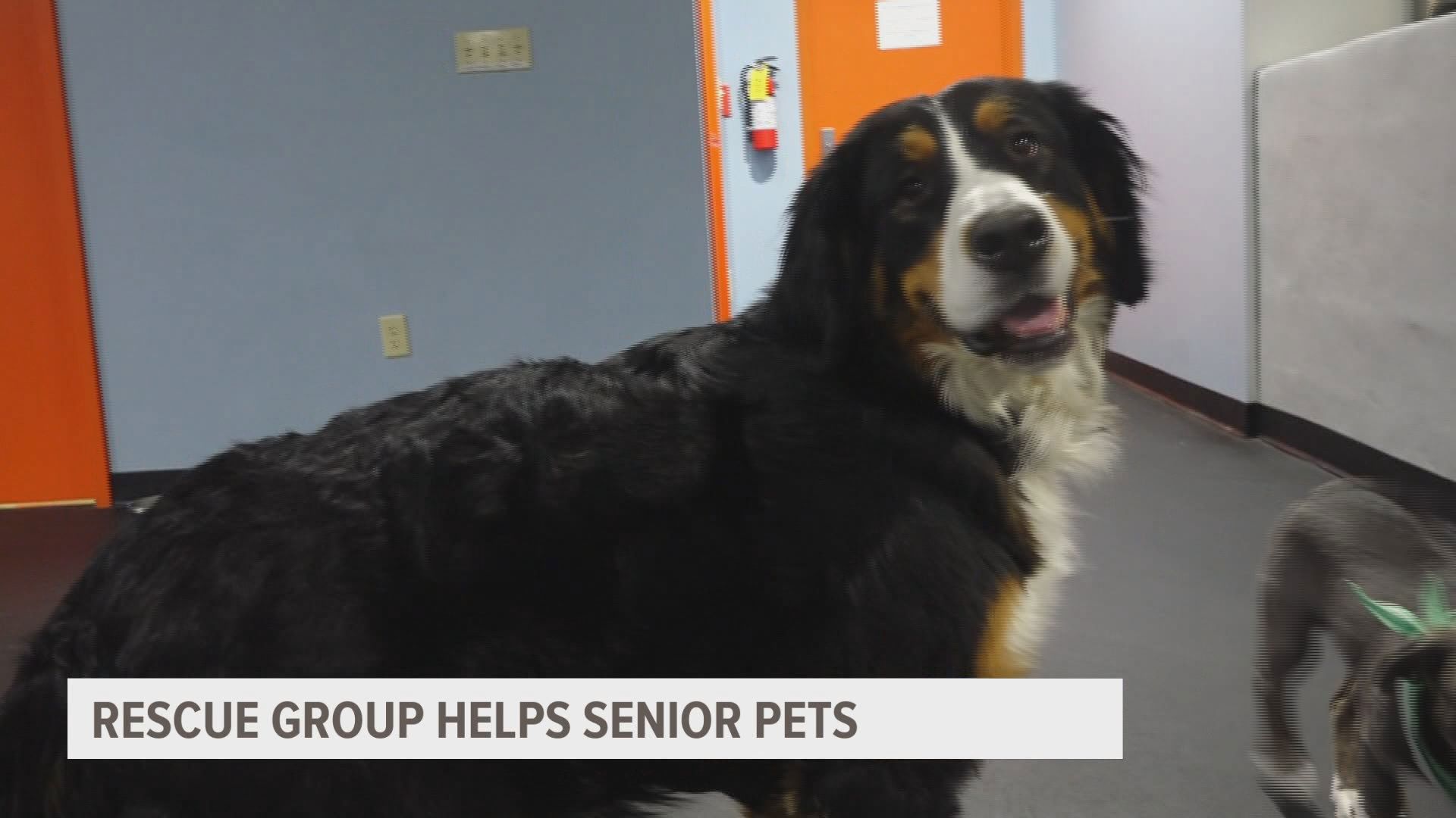 Knox Vintage Pet rescue group helps senior pets