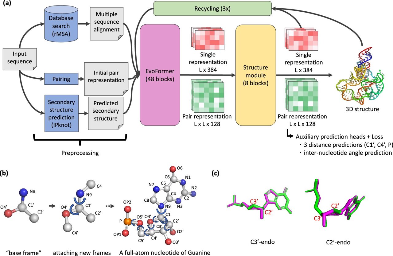 Computational solution to model 3D RNA structures could speed medical discoveries by decades