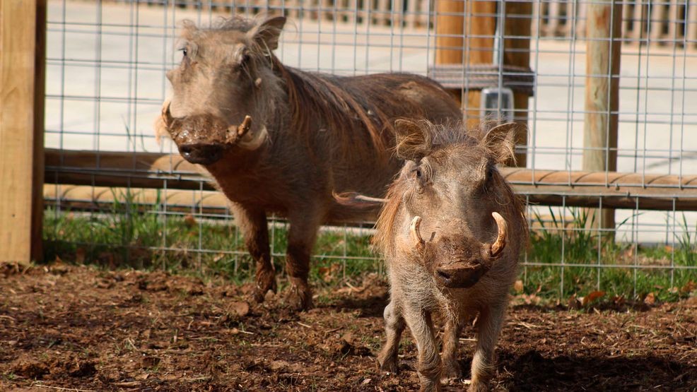 Warthog welcome wagon: Everett meets his new female friends at ...