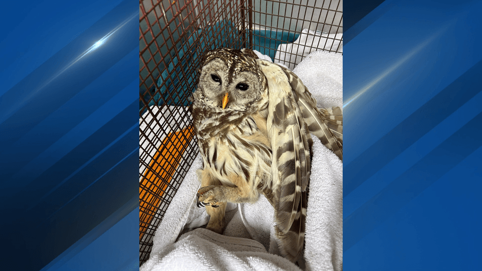 Injured owl rescued near Austin park, receiving care at Wildlife Rescue