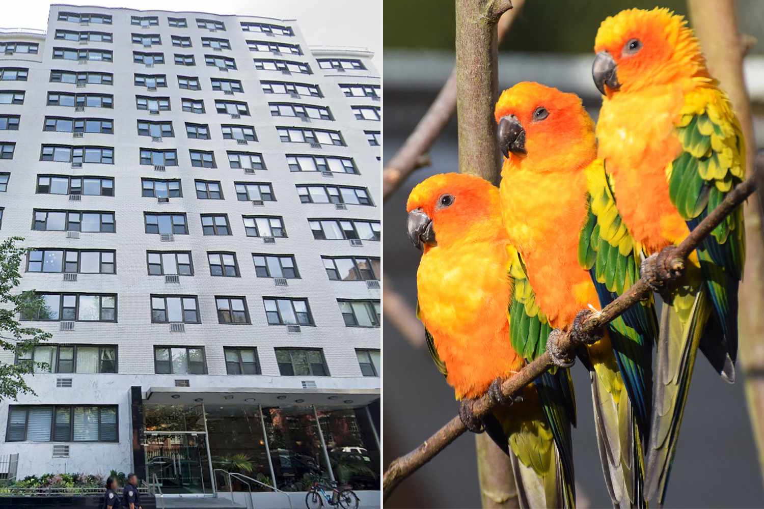 How a Feud Between a Parrot Owner and Her N.Y.C. Neighbor Led to $750K ...