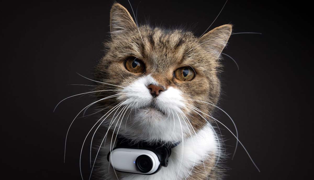 5 Cat Gadgets to Keep Your Cat Safe Outdoors