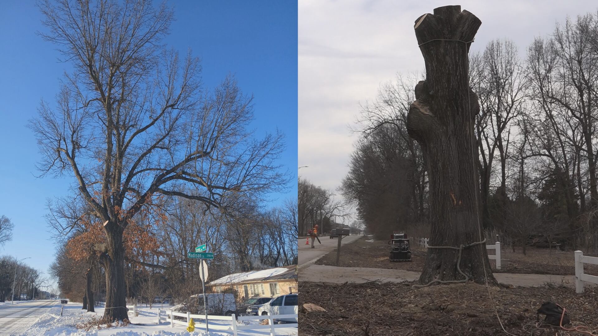 Many trees, including over 100-year-old oak, chopped down in ...