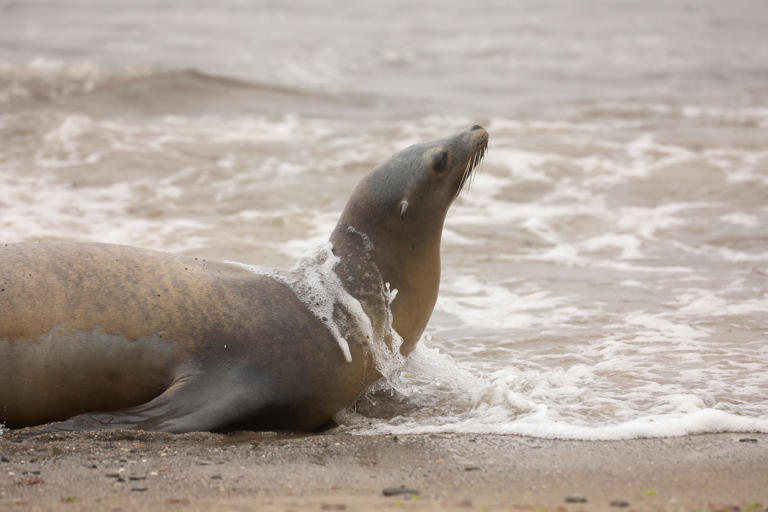 Distressed sea lions, suspected of suffering from toxic algae, prompt ...