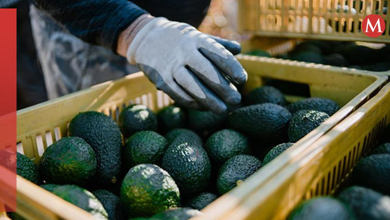Necesario diversificar mercado del aguacate ante posibles aranceles de EU: empresario