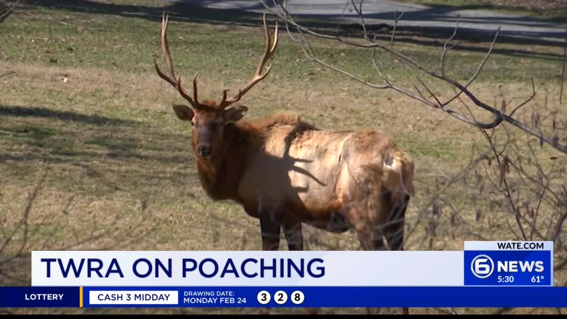 Investigation launched after another illegal elk poaching on N ...