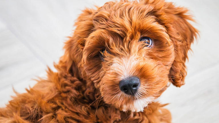 Cockapoo: Temperament und Charakter des beliebten Mischlings