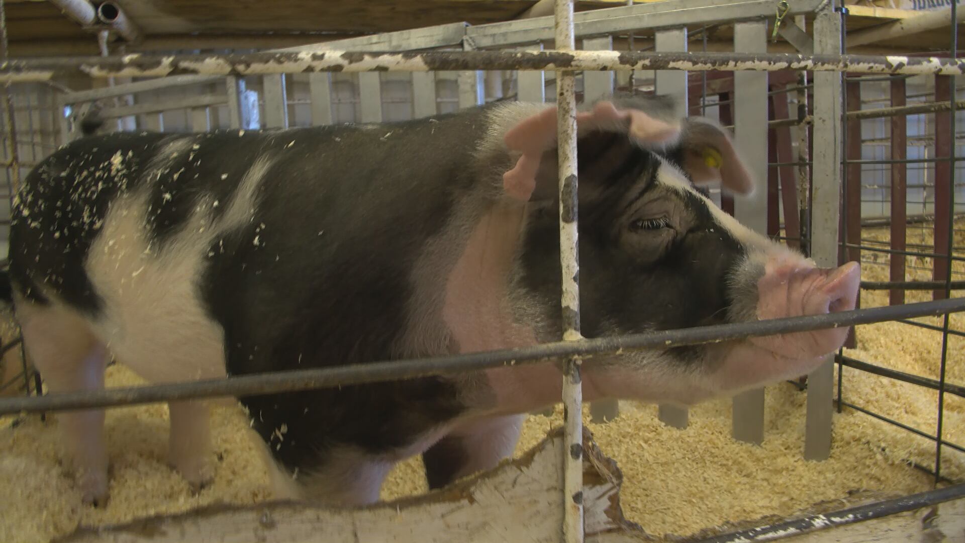 Texoma students show off hard work at 68th annual Texoma Expo and ...