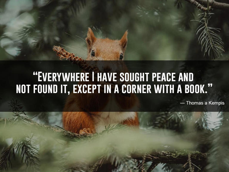 100+ Peace Quotes To Embrace Calm & Serenity Through Wise Words