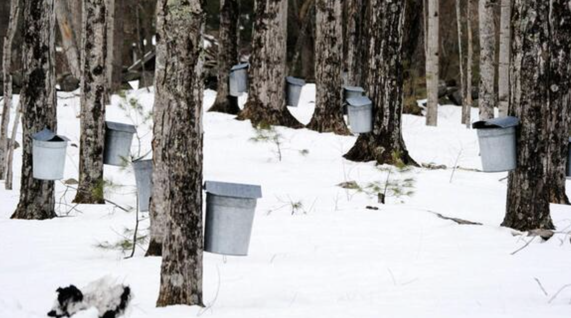 Get Ready For Maple Day: Tree Tapping, Sweet Treats & More!