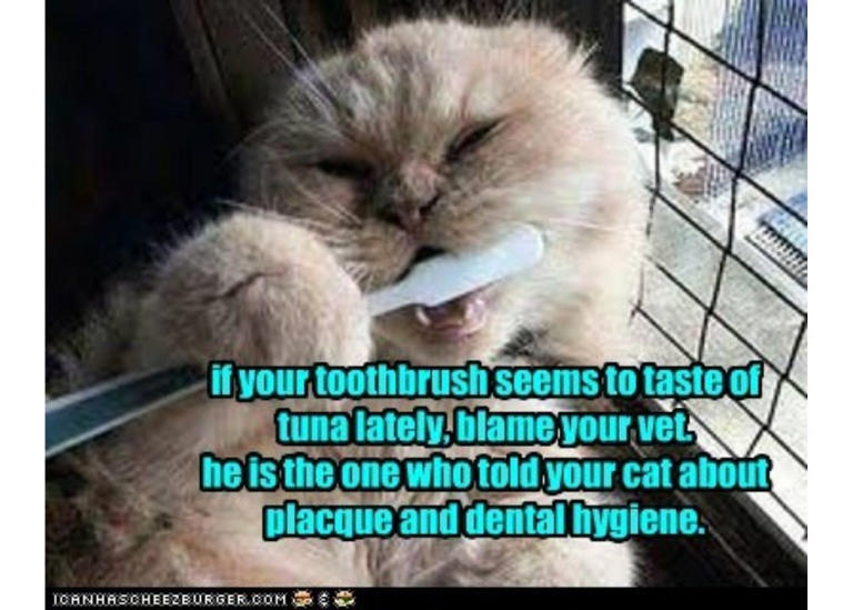 75 Funniest Clean Cat Memes