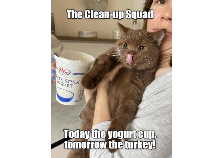 75 Funniest Clean Cat Memes
