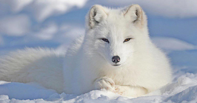 The amazing arctic fox is master of the snowy tundra