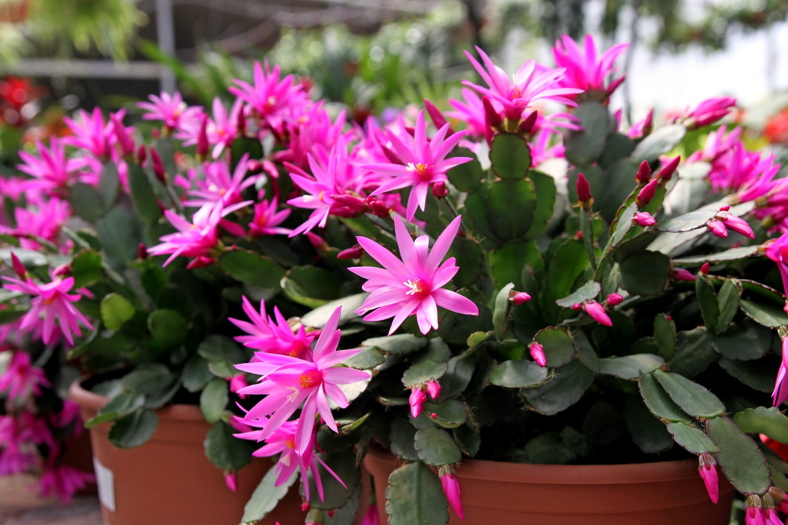 Grow an Easter Cactus for Festive Springtime Flowers