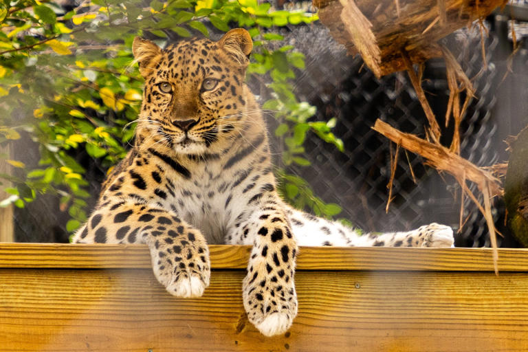 New Amur leopard expansion habitat comes roaring into Central Florida ...