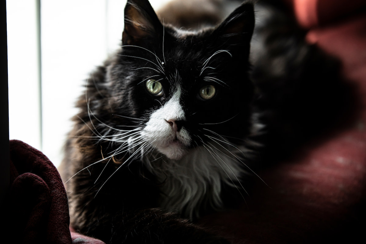 Tuxedo Maine Coon Cat Befriends Unexpected Gentle Giant Visitor Through ...