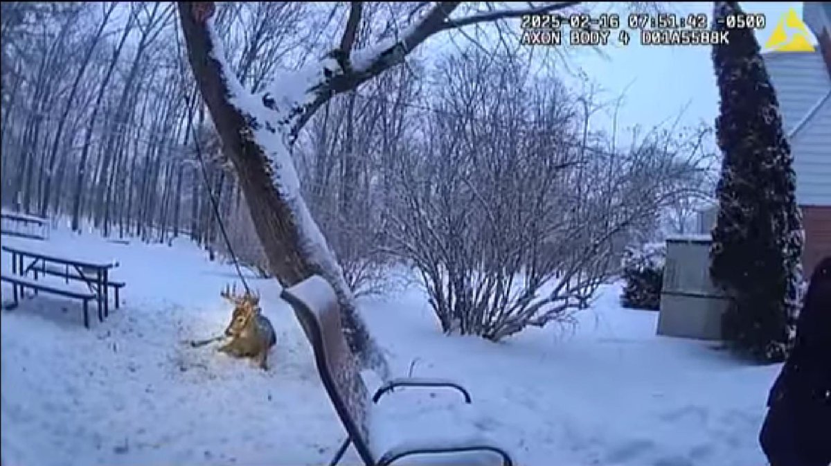 Watch: Police rescue deer entangled in dangling rope