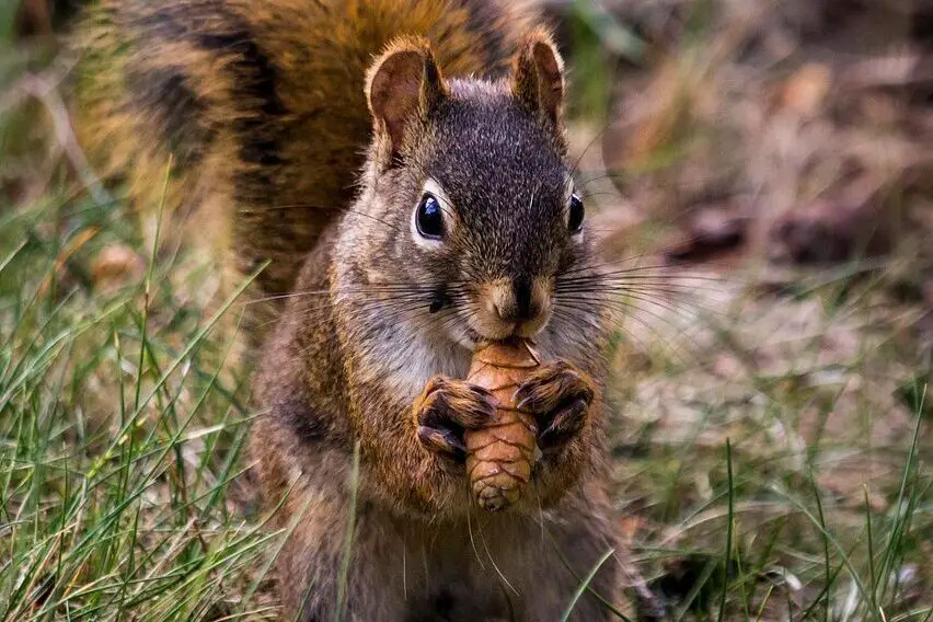 12 Unforgettable Squirrel Facts That’ll Make You the Life of Any ...