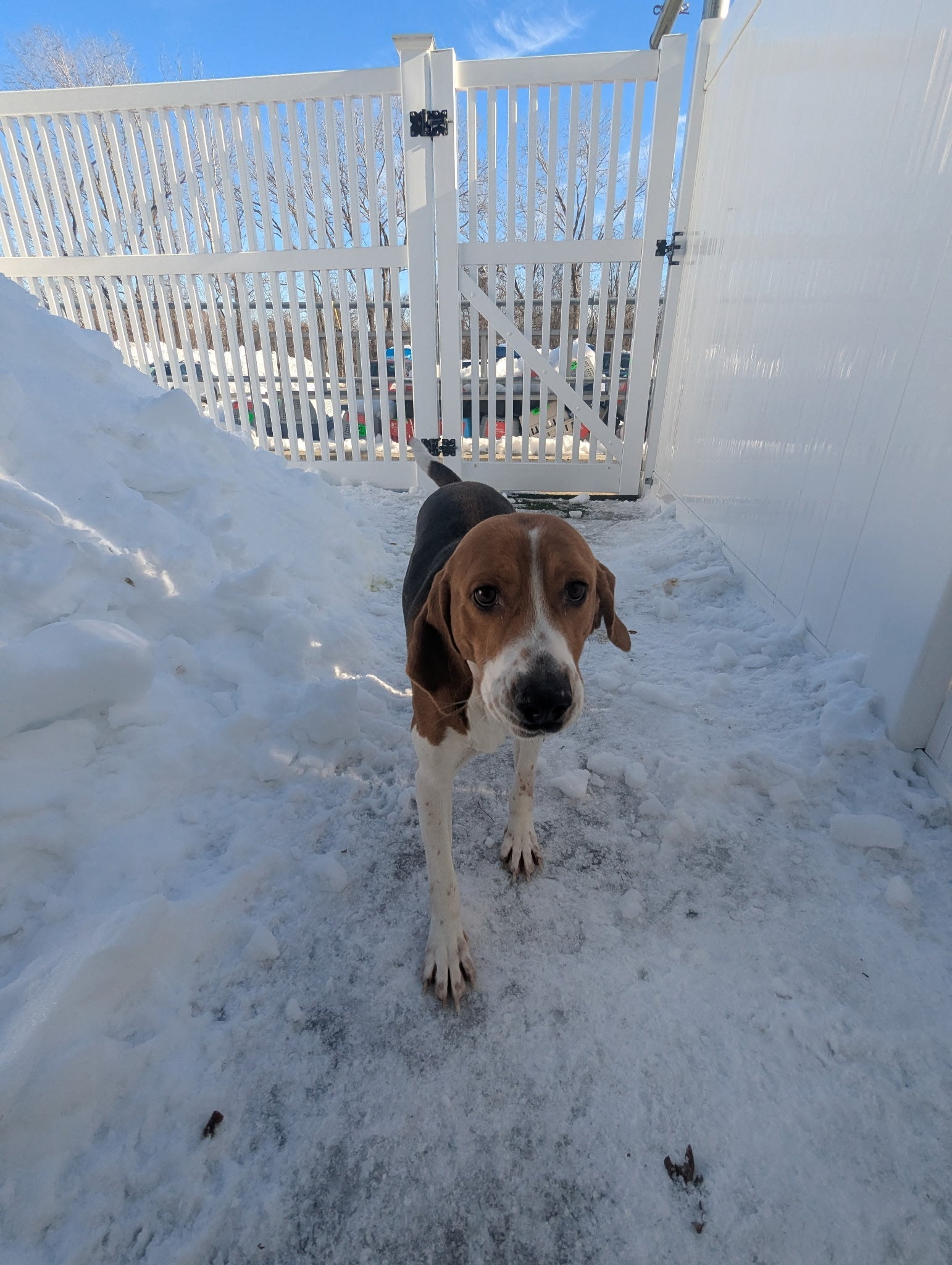 A dozen dogs among 50 surrendered in S.C. are getting ready for ...