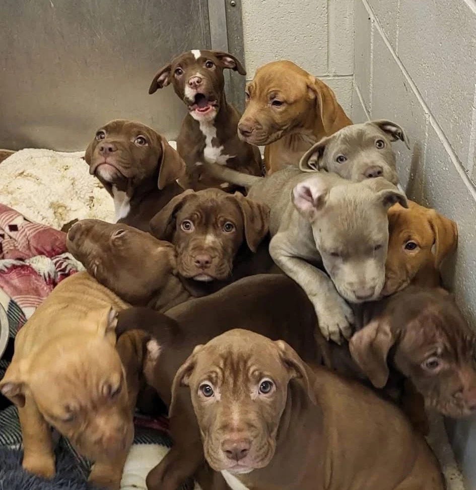 Fairhaven resident asks police to take 'a few dogs': 15 pit bulls. They ...