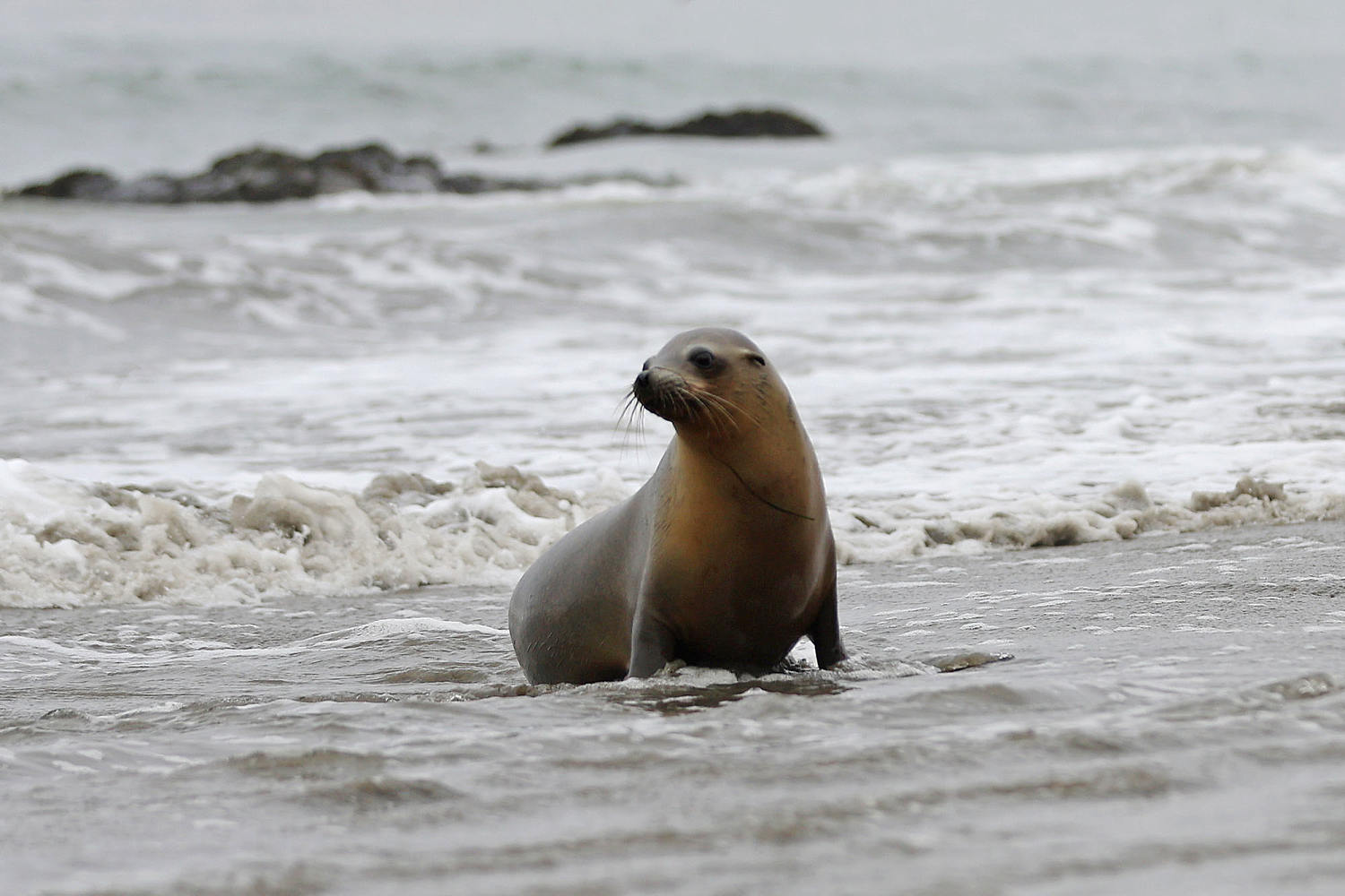 Malibu beachgoers warned to avoid sick sea lions after more than a ...