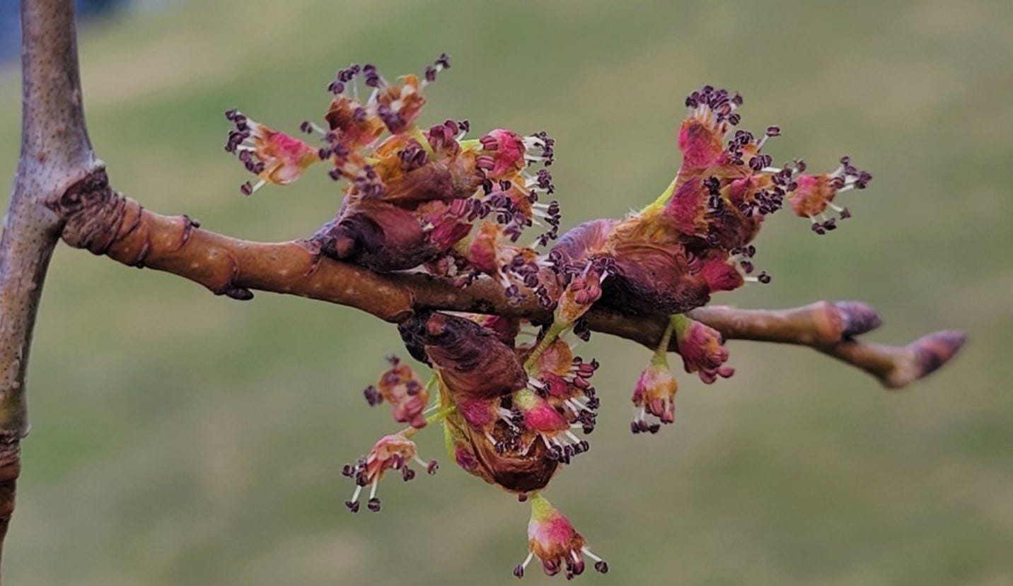 When is spring? What is the difference between astronomical and ...