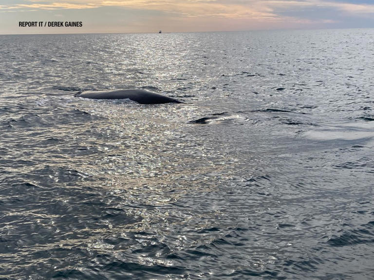 Video: Fishermen spot pair of whales off Florida coast