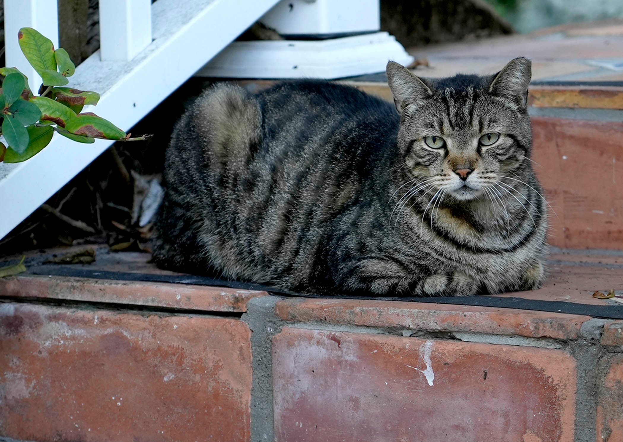 Columbia/Boone County Board of Health looking at animal control ...