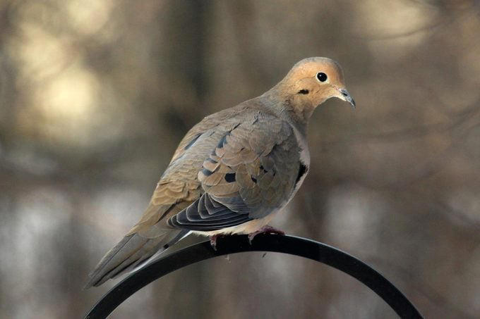 Mourning Dove Lifespan: How Long Do Doves Live?