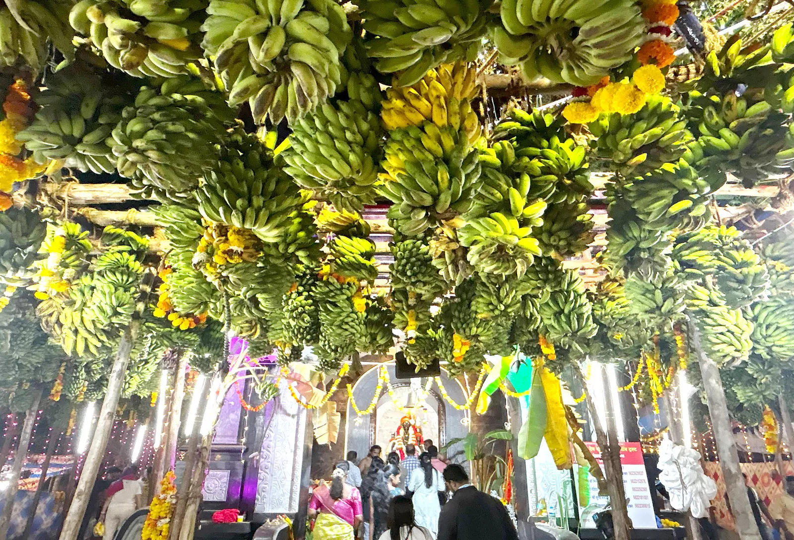 Bananas and devotion: Offering for fruitful prayers