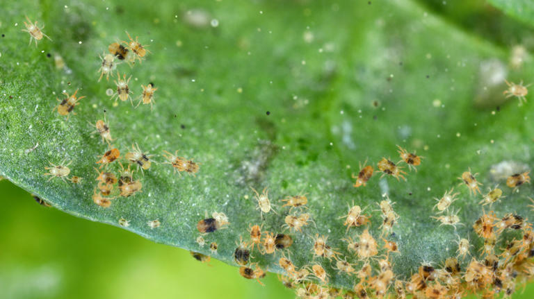 How To Spot Spider Mite Leaf Damage On Plants