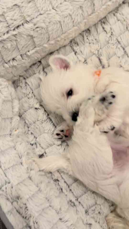 Adorable Puppies Play and Nap in Cozy Bed
