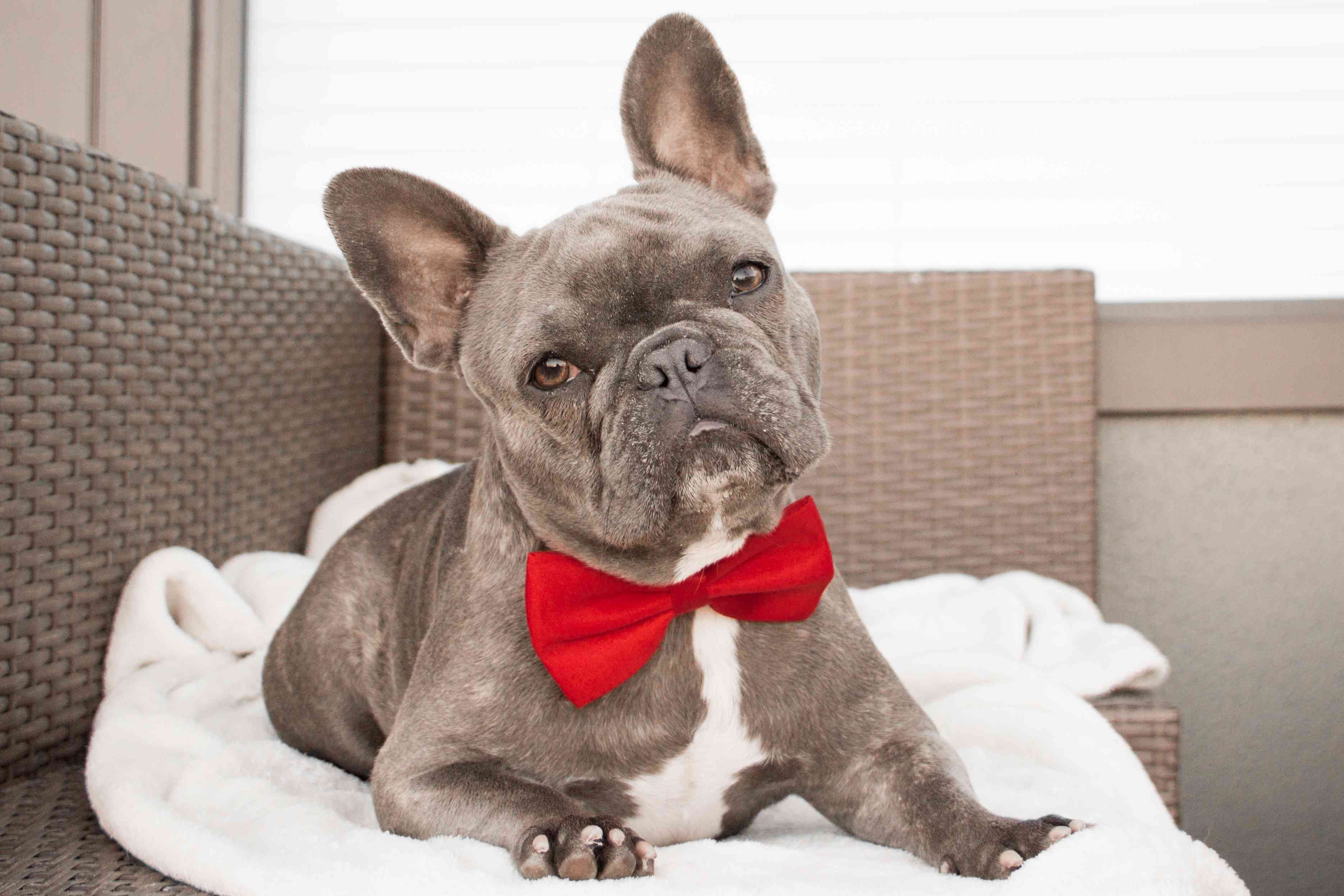 125 Fancy Dog Names for the Sophisticated Canine