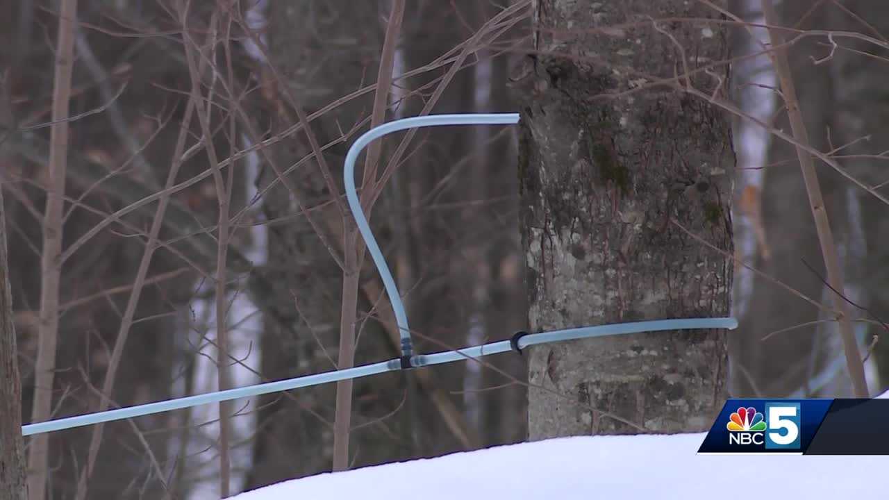 Warm weather brings ideal conditions for Vermont sugar maker