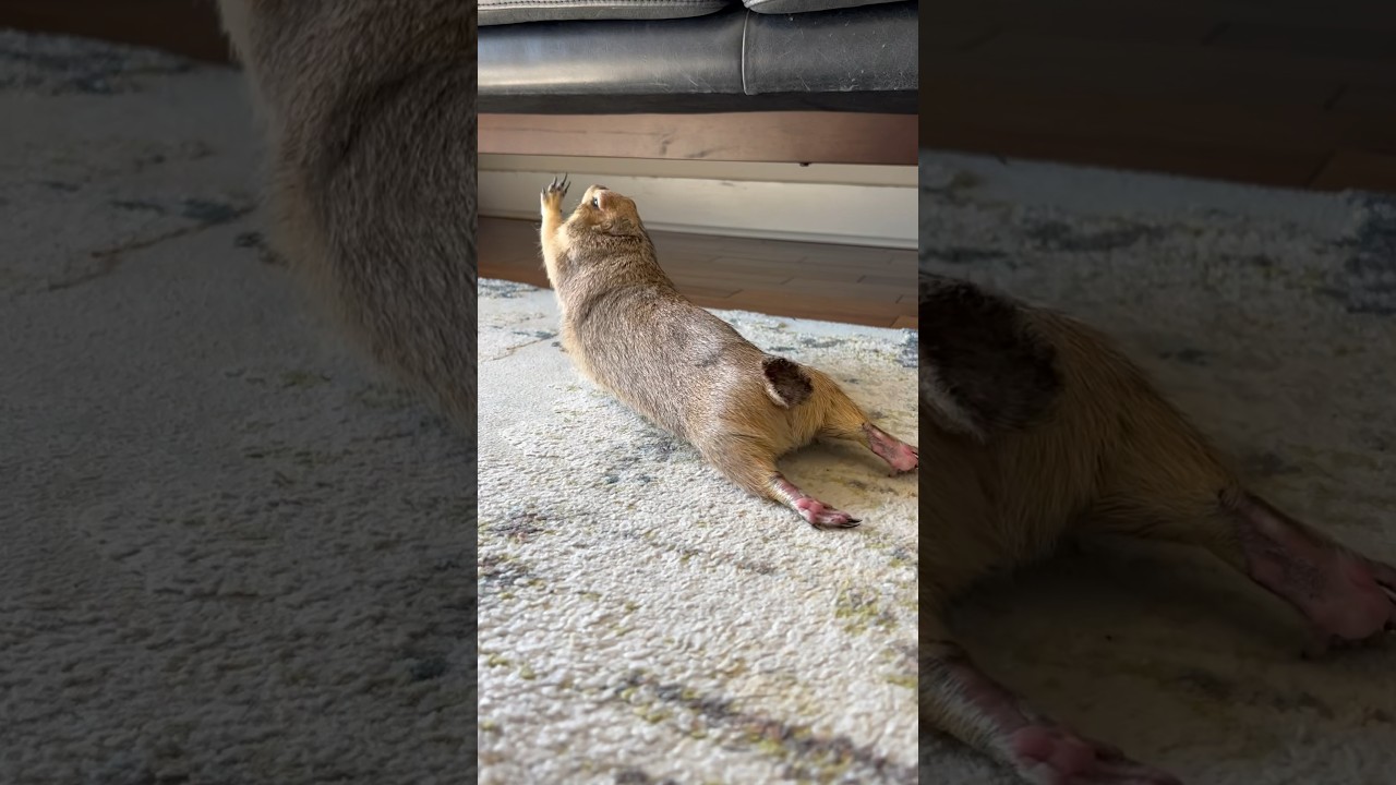 Prairie dog Poppy demonstrates Monday morning stretches