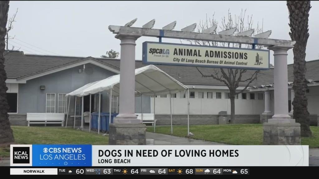 Long Beach ends "inequitable" partnership with spcaLA, to expand animal ...